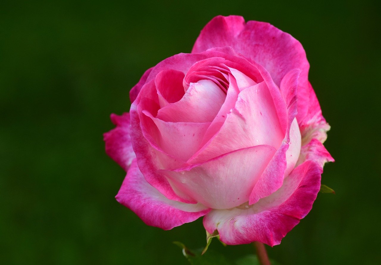 Tout Savoir Sur La Rose Le Mieux Pour Votre Jardin tout-savoir-sur-la-rose-le-mieux-pour-votre-jardin